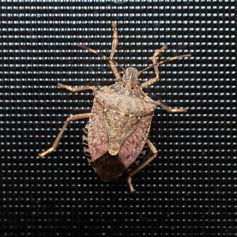 Brown Marmorated Stink Bug | C.H. Robinson